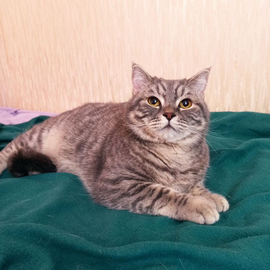 Отдам котика в добрые руки