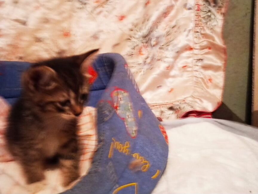 Кошка