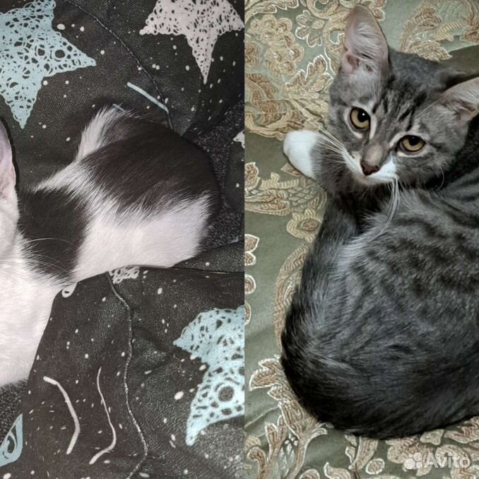 Котик и кошечка, 4 месяца, все ещё ищут дом