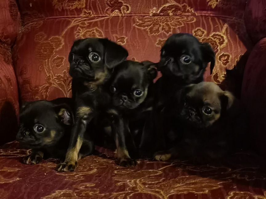 Щенки пти брабансона