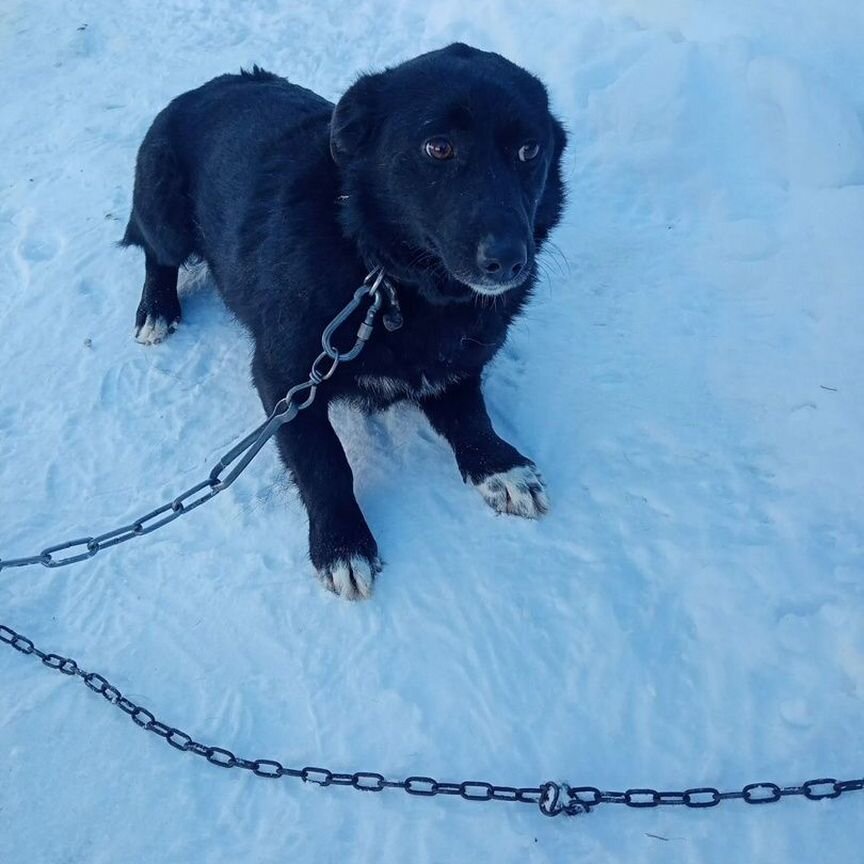 Стерилизованная коротколапая собачка