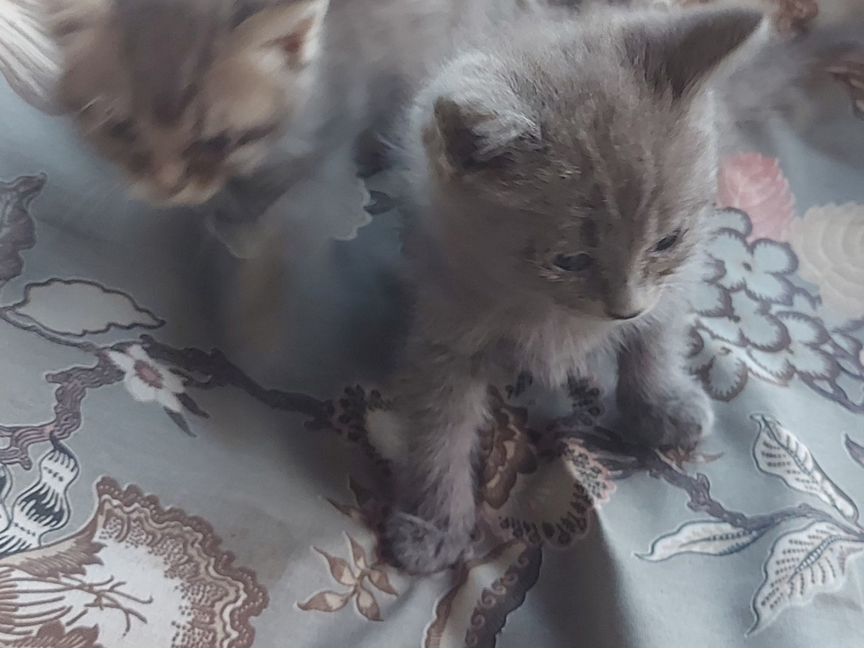 Котята смесь мейн-куна и британской кошки