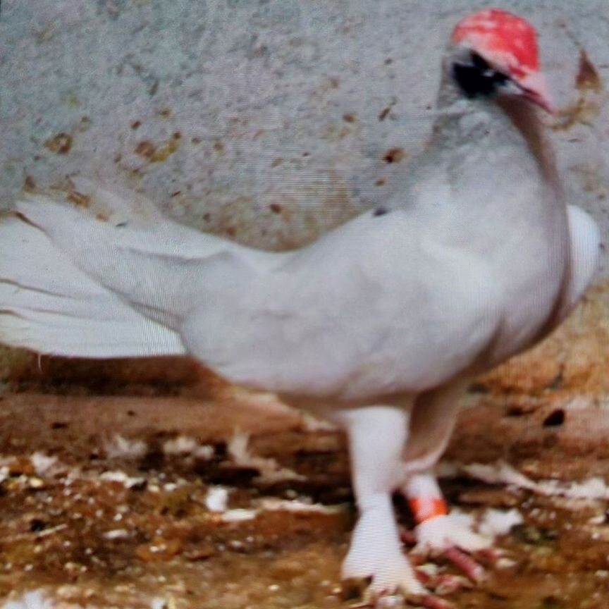 Голуби Бакинские широкохвостые