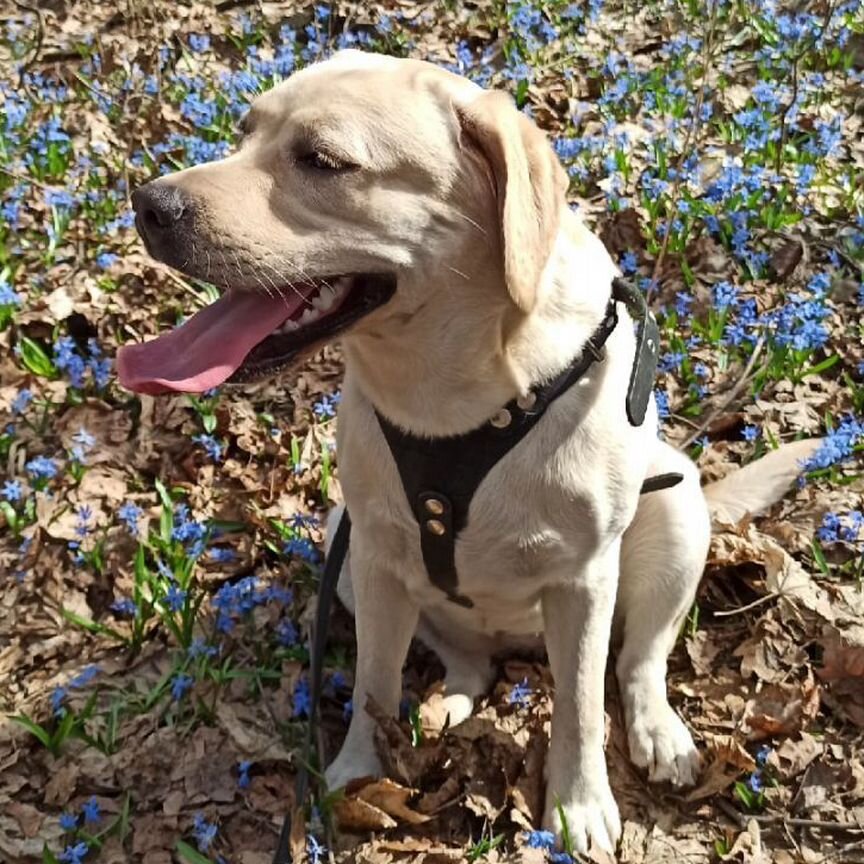 Лабрадор-ретривер, взрослая собака