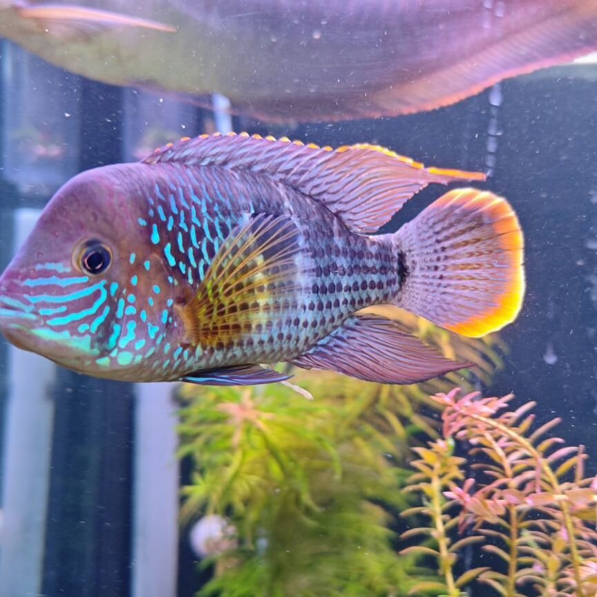 Акара бирюзовая