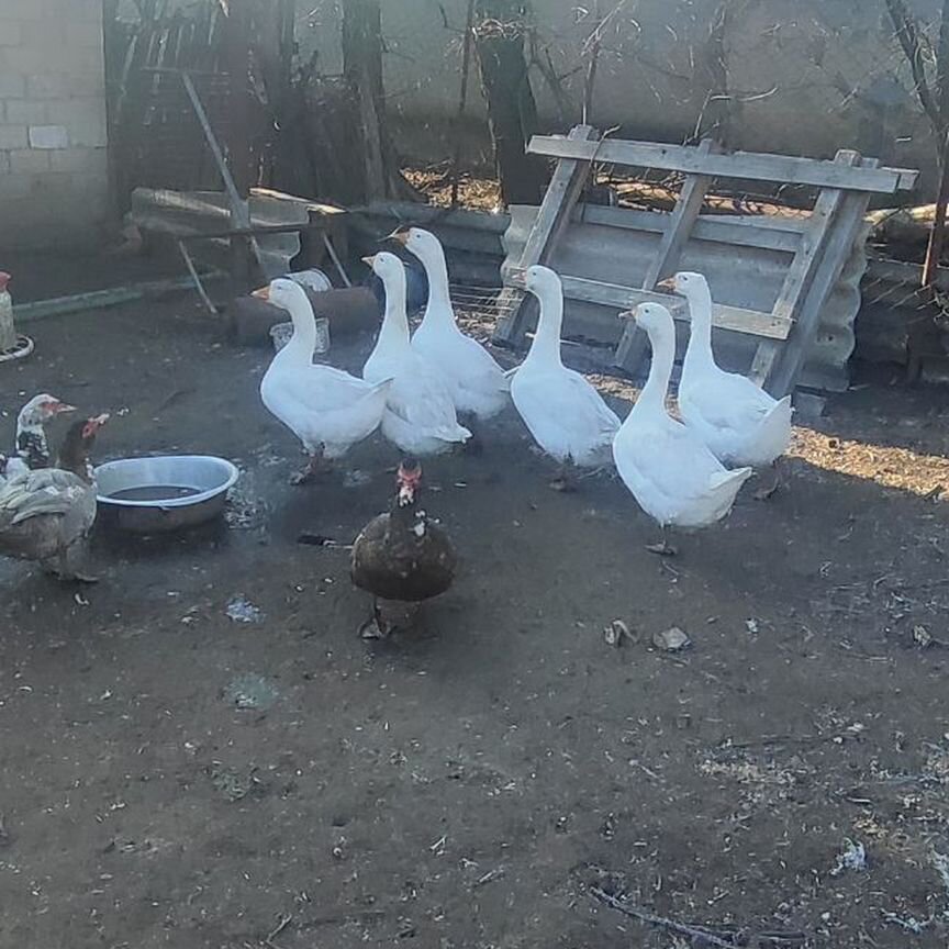 Гуси линдовские