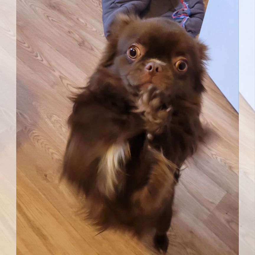 Чихуахуа, щенок