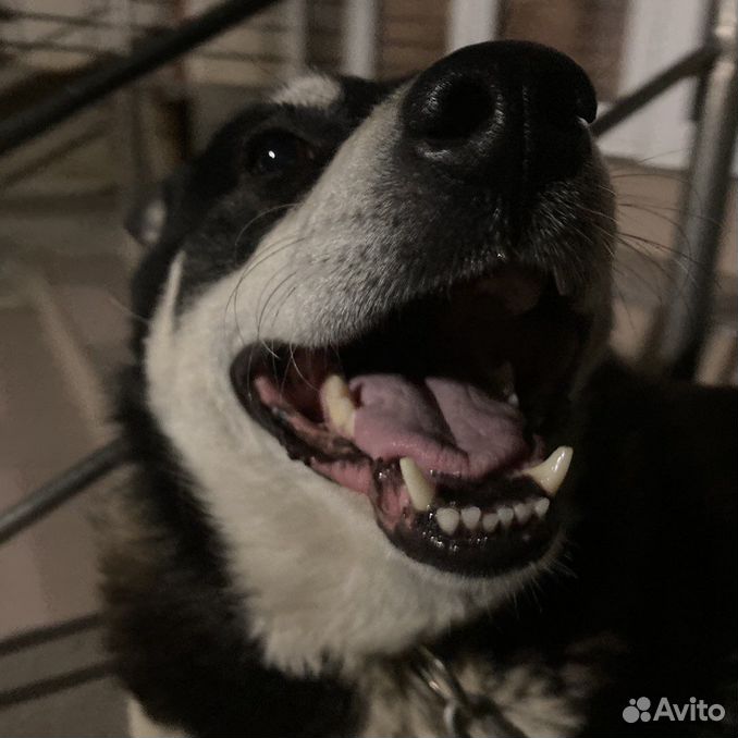 Русско европейская лайка