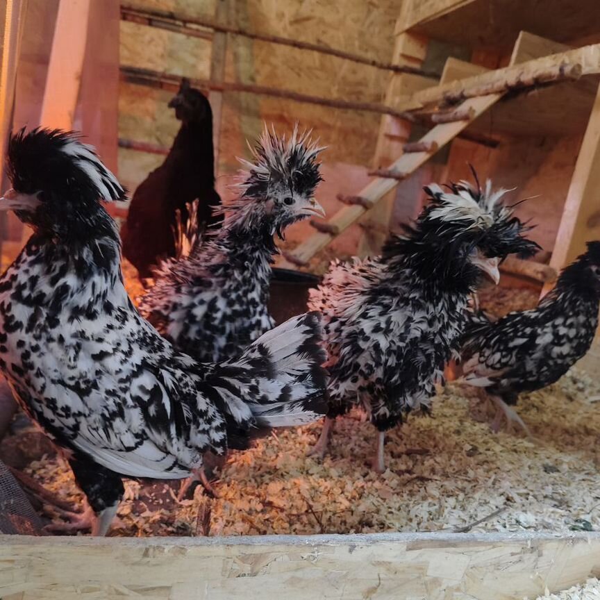 Падуан серебристый цыплята 4 месяца