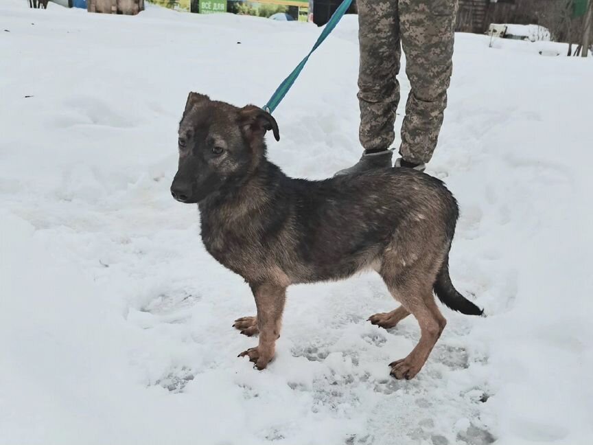 Собака в прмюте