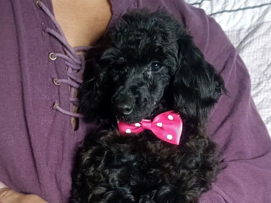 Щенок пуделя чёрный
