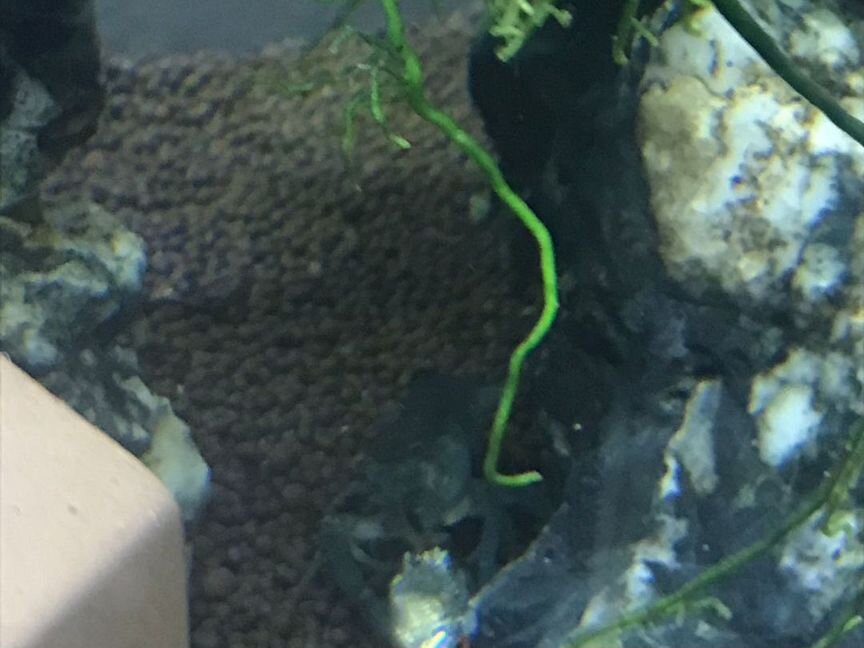 Карликовый рак