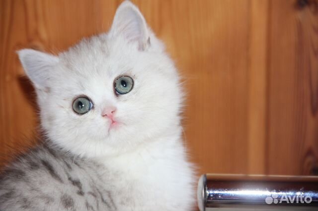Серебристые котята