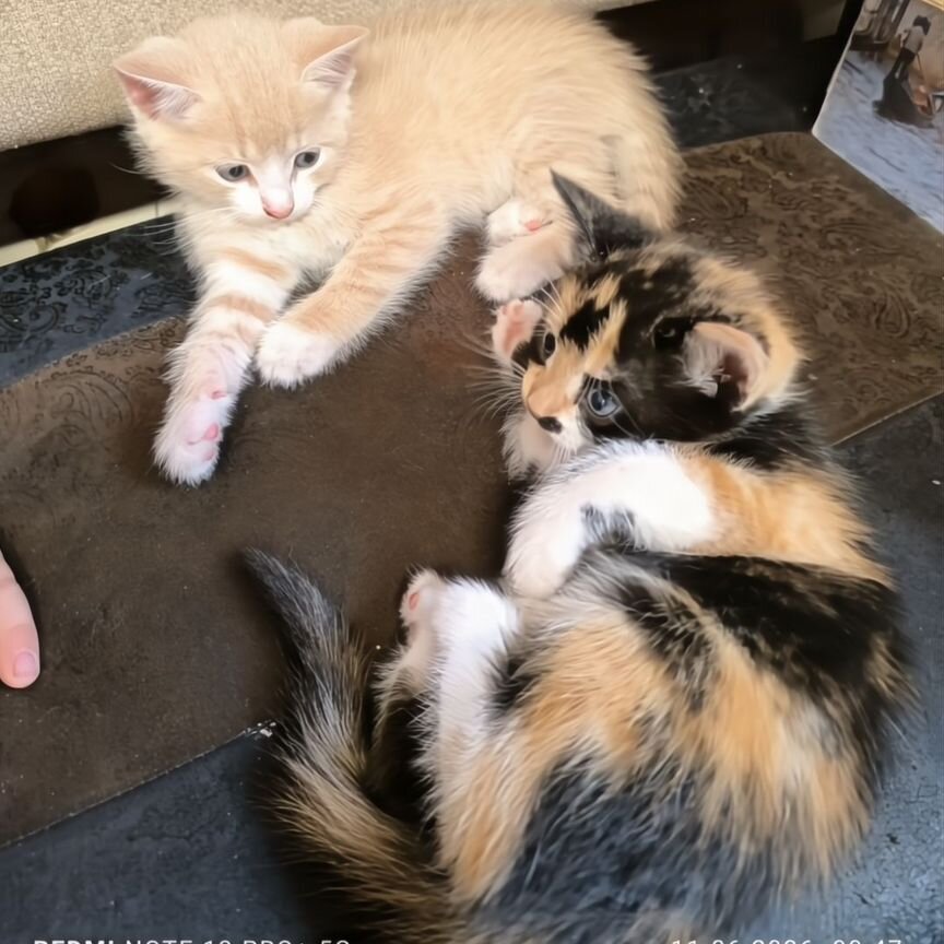 Котёнок в добрые руки