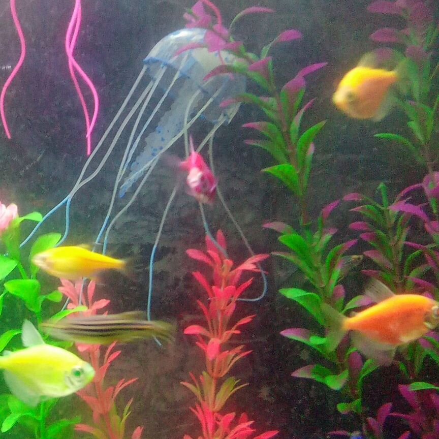 Аквариумные рыбки