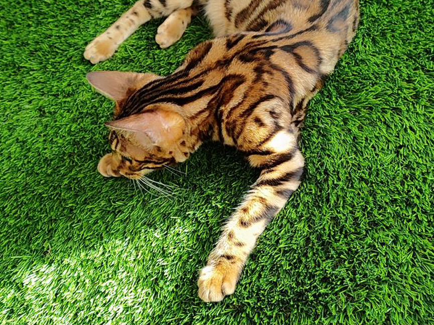 Бенгальские котята