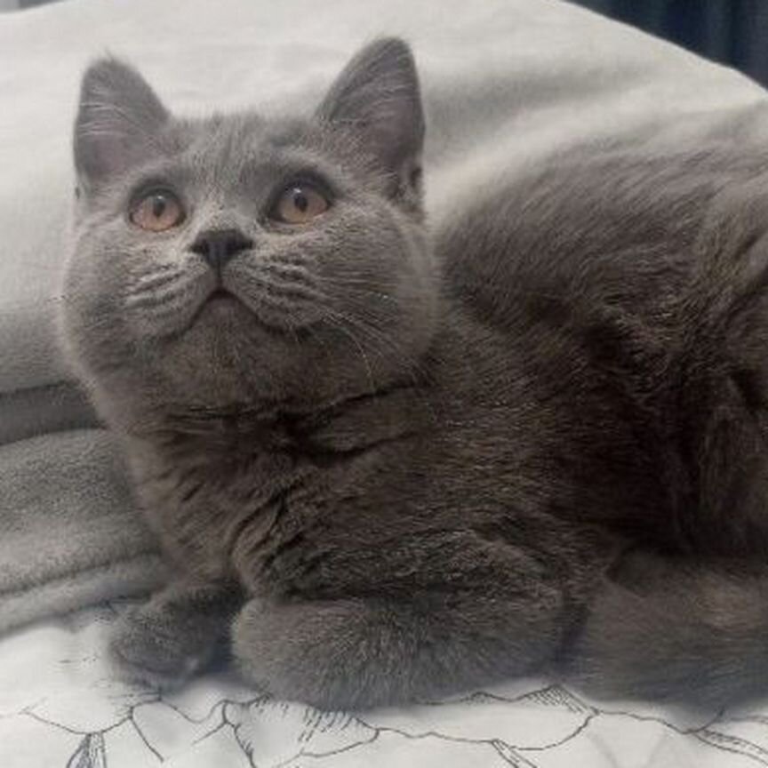 Кошка шатланка