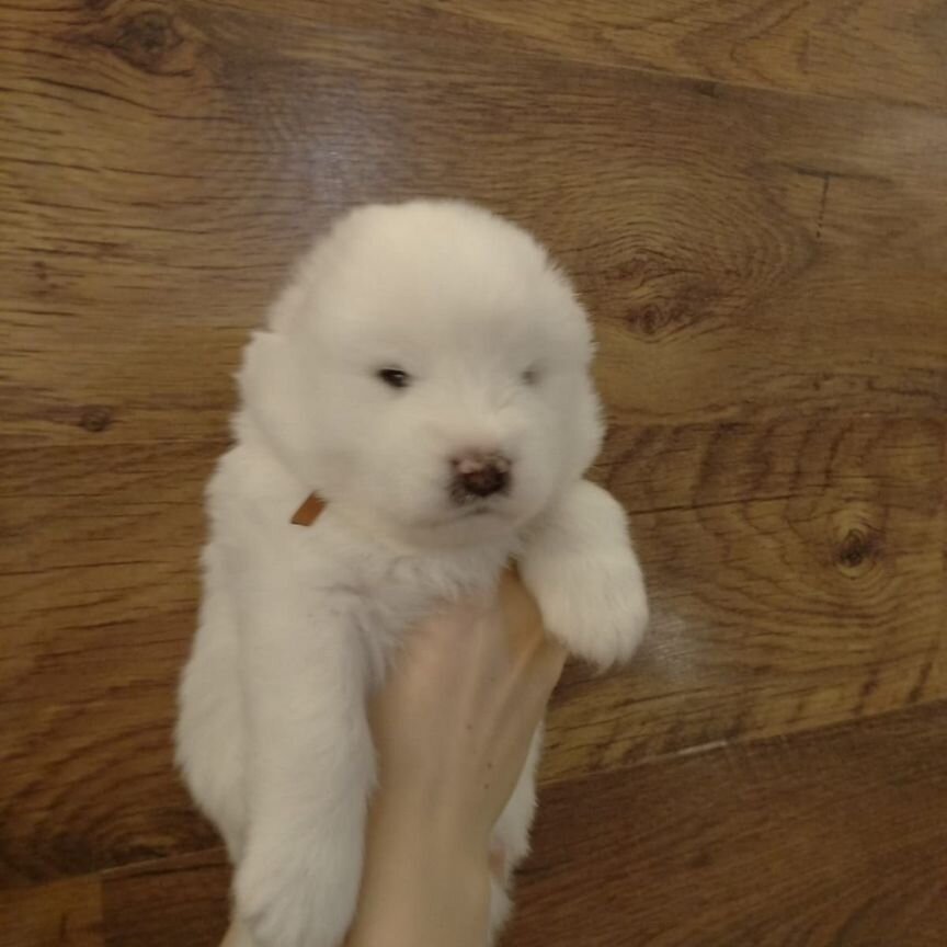 Мальчик самоед