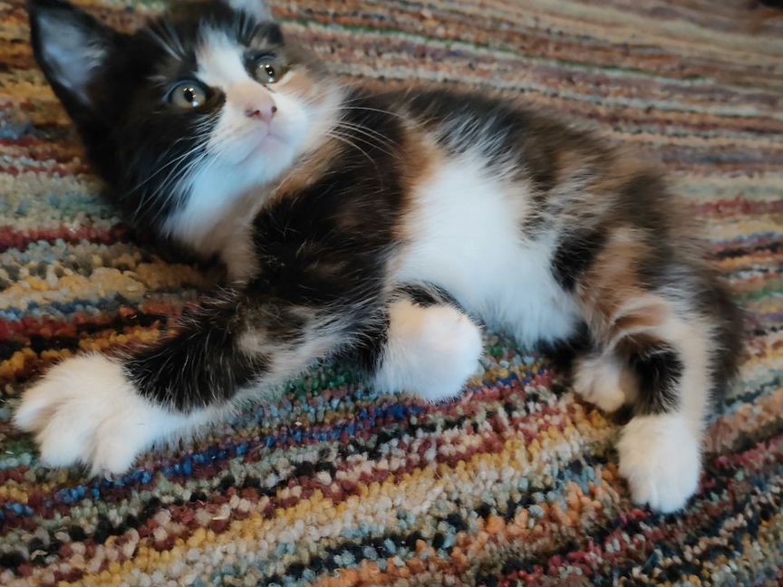 Котенок трёхцветный