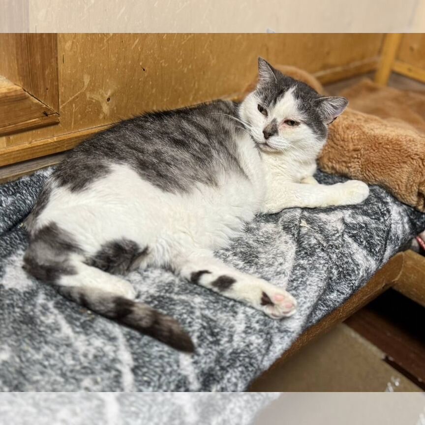 Взрослый кот в добрые руки