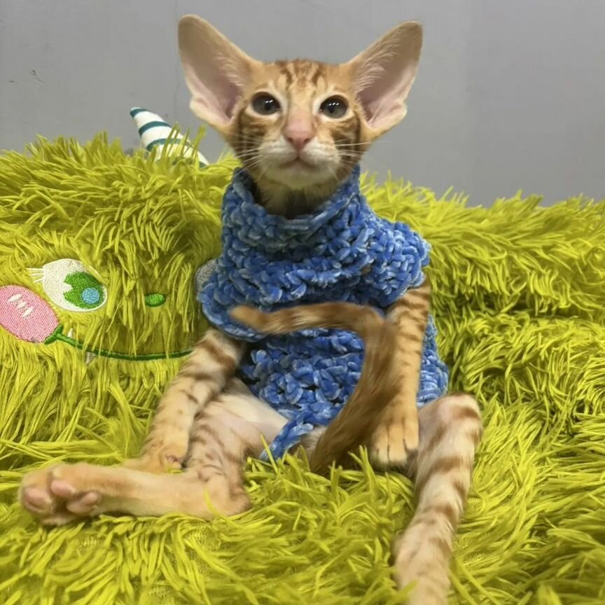 Ориентальный котёнок