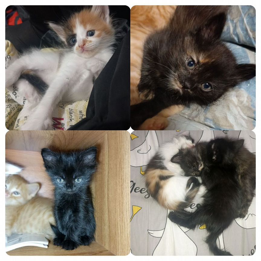 Котята в добрые руки бесплатно