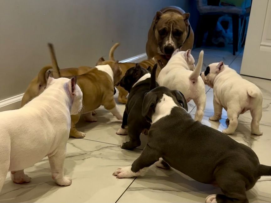 Американский булли стандарт