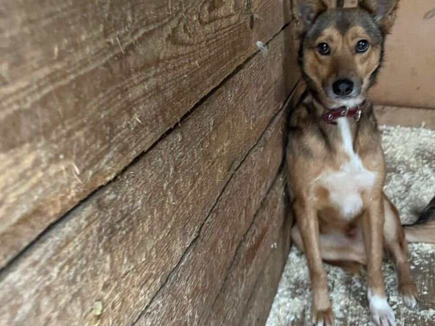 Собака в добрые руки, Ежик