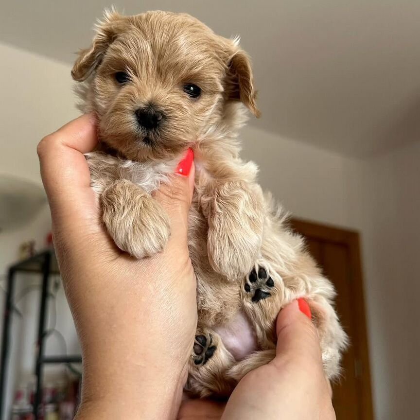 Мальтипу, щенок