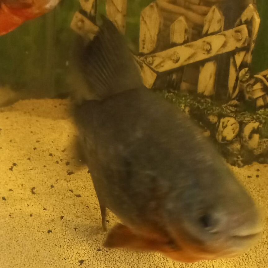 Пираньи аквариумные