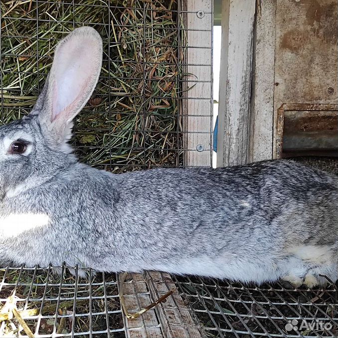 Советская шиншилла