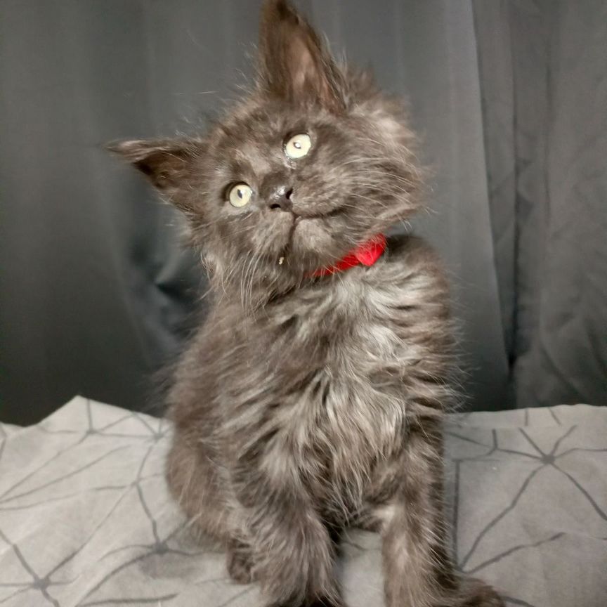 Котята Мейн-Кун