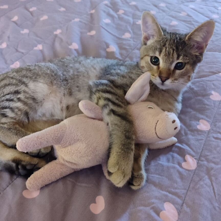 Котёнок в добрые руки