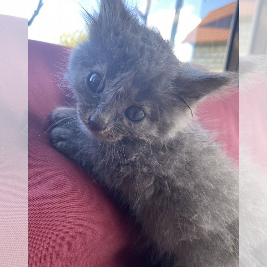 Котёнок в добрые руки