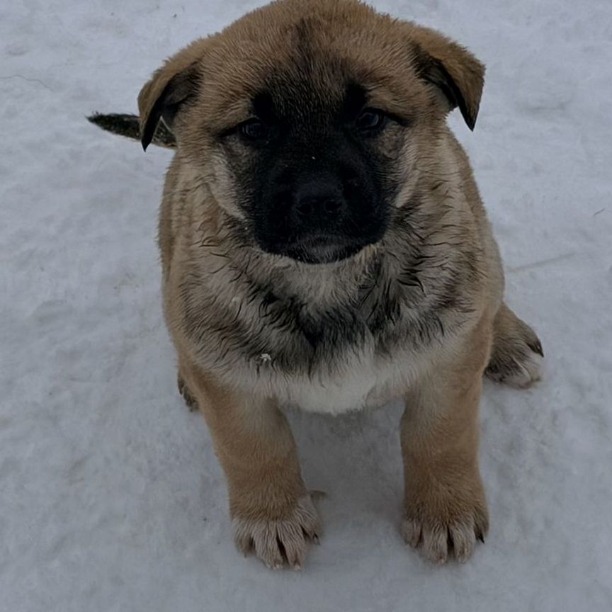 Сибирский хаски, щенок