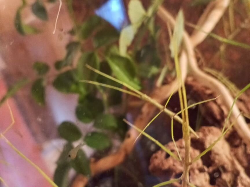 Аннамские палочники