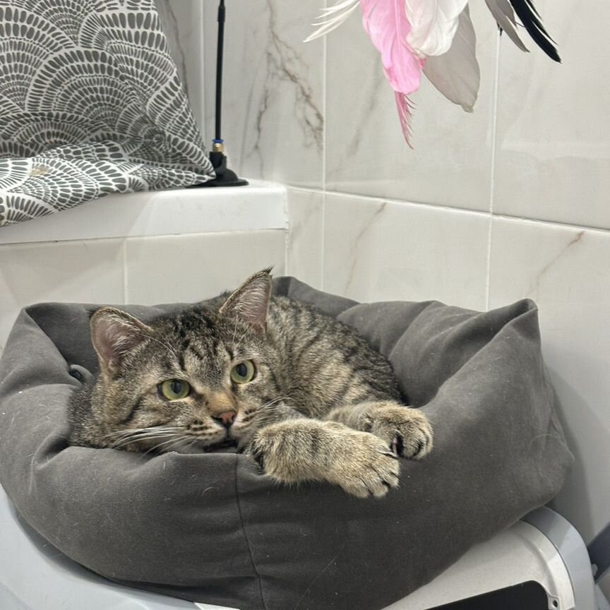 Пончик в добрые руки