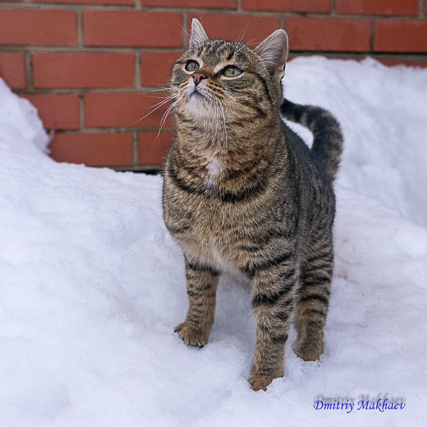 Ласковый котенок приблуда