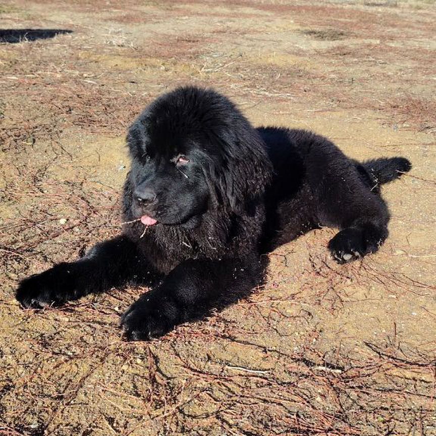 Ньюфаундленд