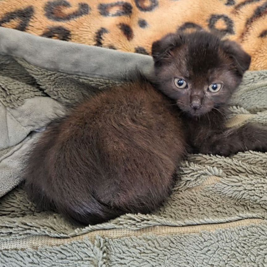 Британский короткошёрстный котёнок