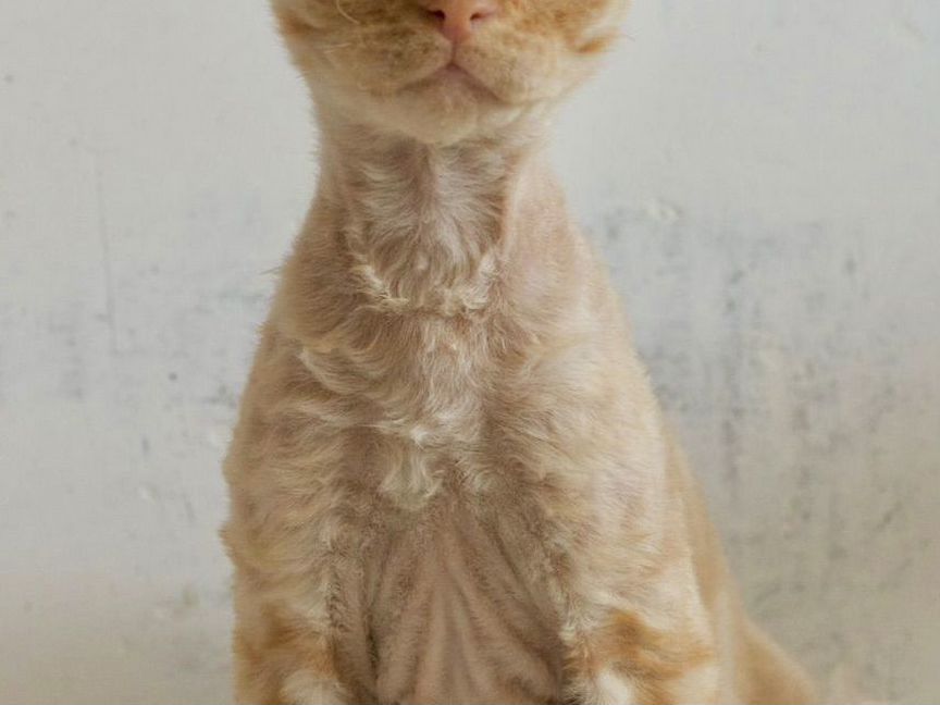 Мальчик Девон Рекс