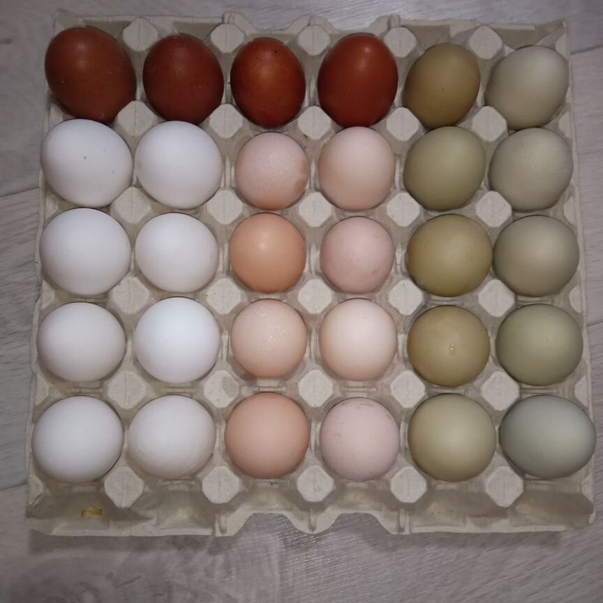 Виандот, маран ия