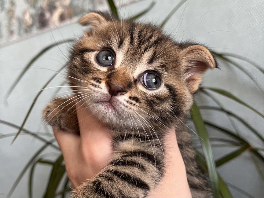 Маленькие комочки счастья