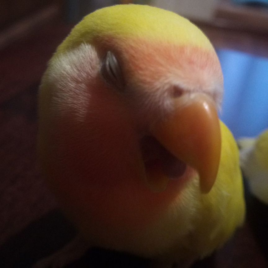 Попугай неразлучник розовощекий жёлтый