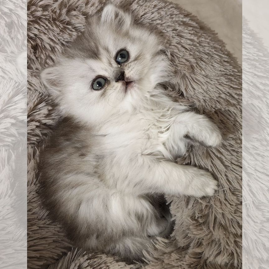 Британский короткошёрстный котёнок