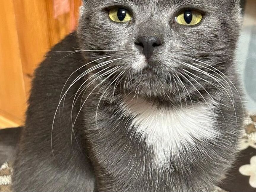 Котёнок