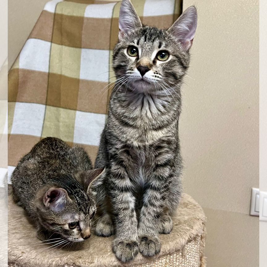 Очень рассудительный котенок мальчик (3 мес)