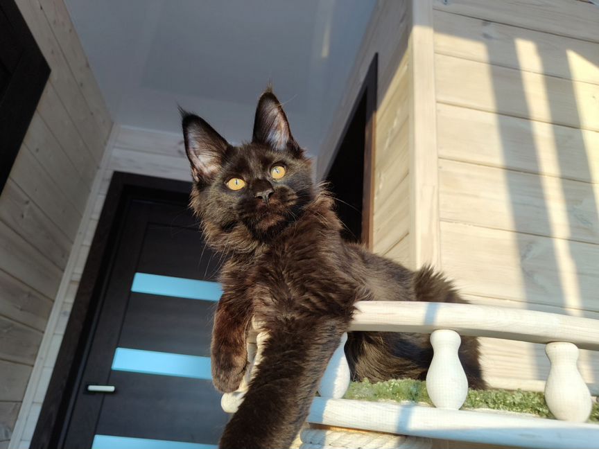 Котенок мейн-кун черный