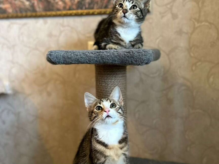 Спотти и Шейди