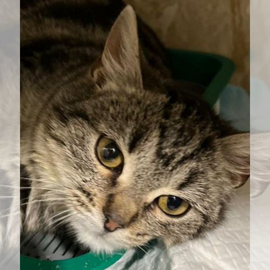 Взрослая кошка в добрые руки